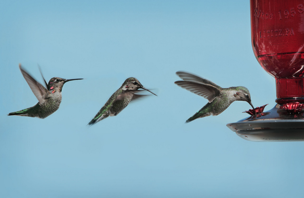 Travis Hodges: Use Your Brain | The Krakens: A Digital Gallery of ...